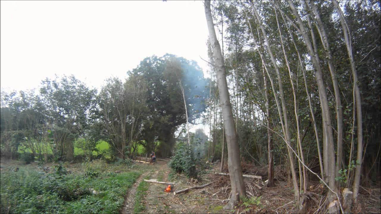 Timelapse tree felling: cutting coppice (GoPro HD) - YouTube