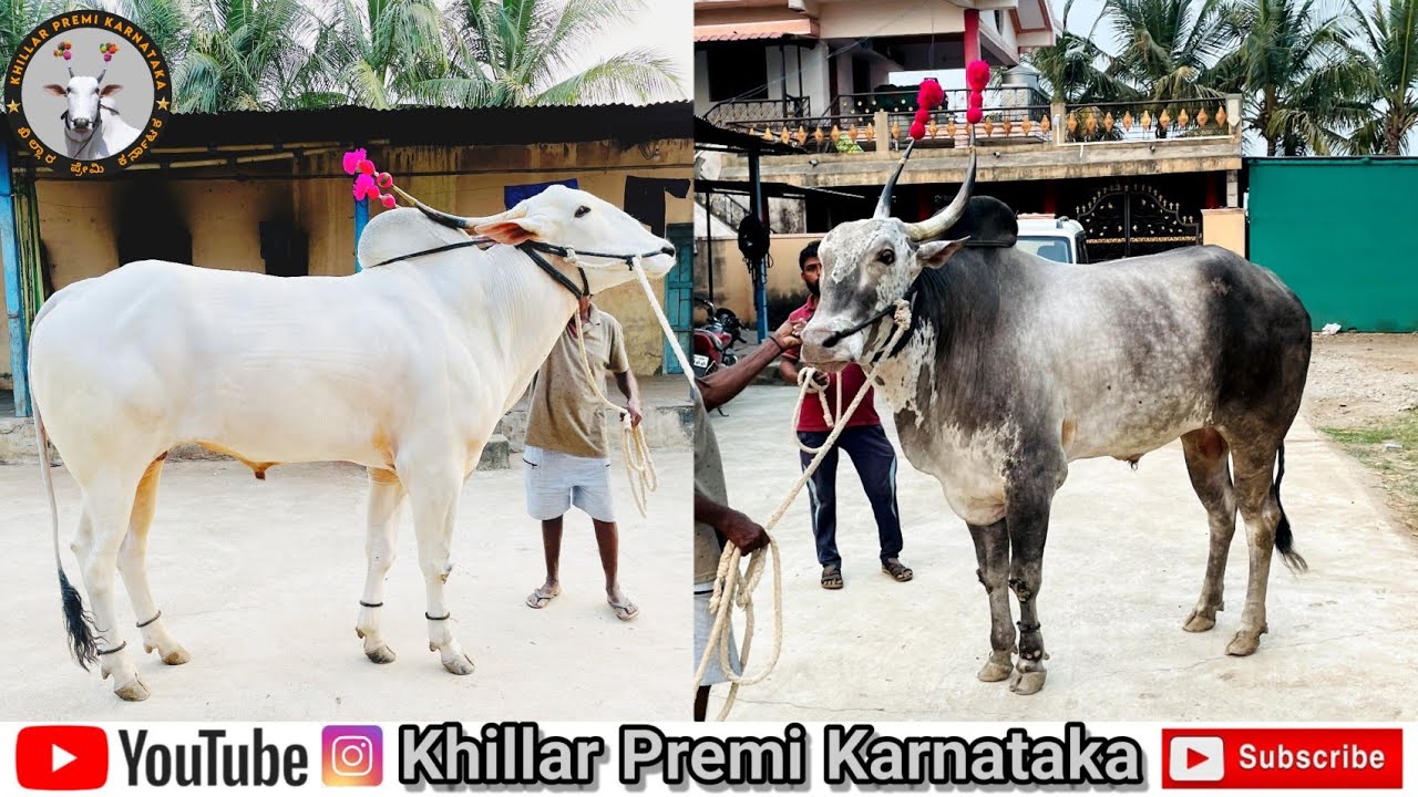 Sureshgoud Patil Khillar Breeding Bulls ಸುರೇಶ ಗೌಡ ಪಾಟೀಲ ಅವರ ಖಿಲ್ಲಾರಿ ...