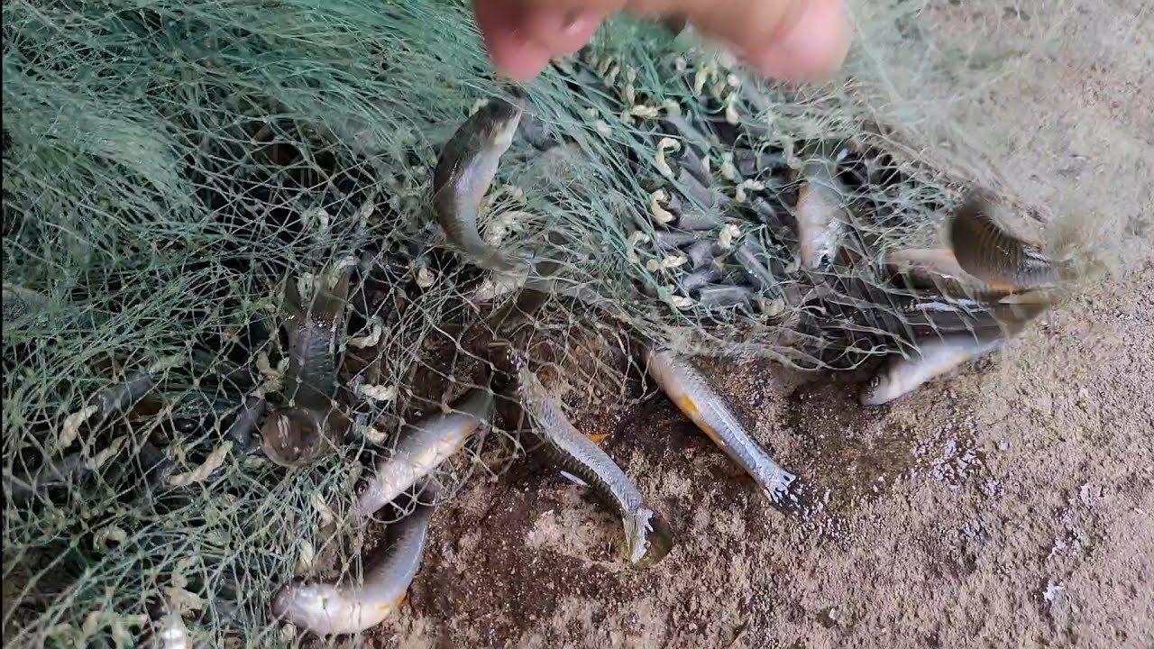 IMPRESIONANTE PESCA DE CHIMBOLOS 164 de dos lances - YouTube