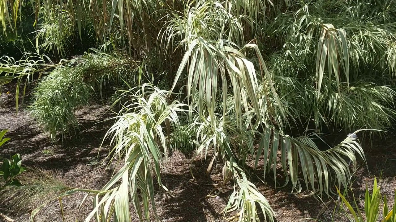 Variegated Giant Reed aka Peppermint Bamboo! Coastal Georgia Botanical ...