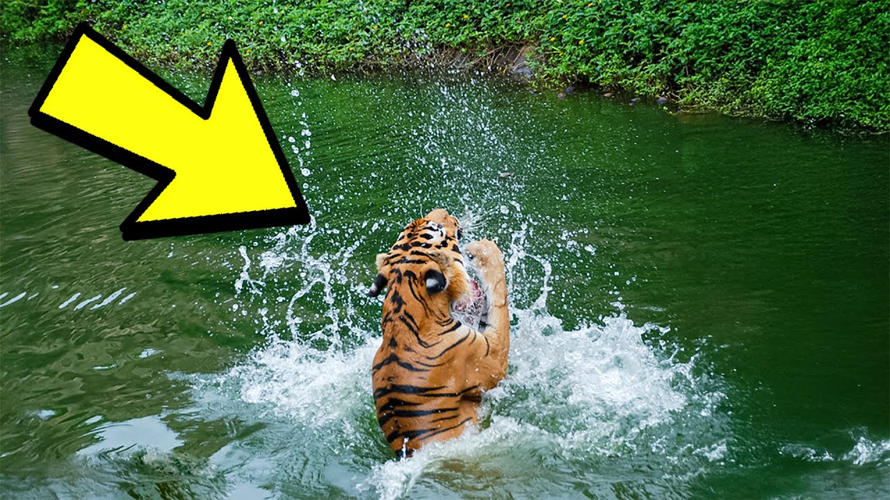 Man Turns Pale When He Sees a Drowning Tiger Cub SCREAMS for Help ...