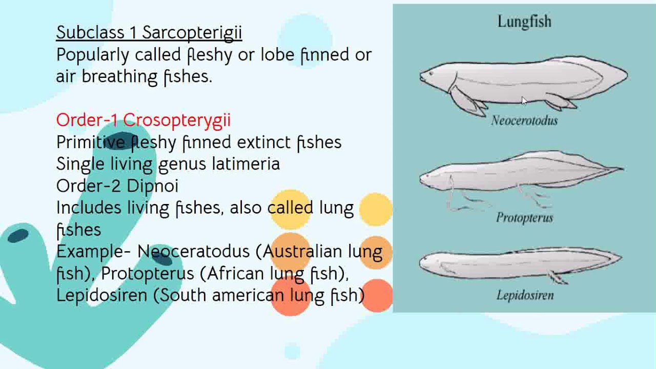 Classification of Pisces - YouTube