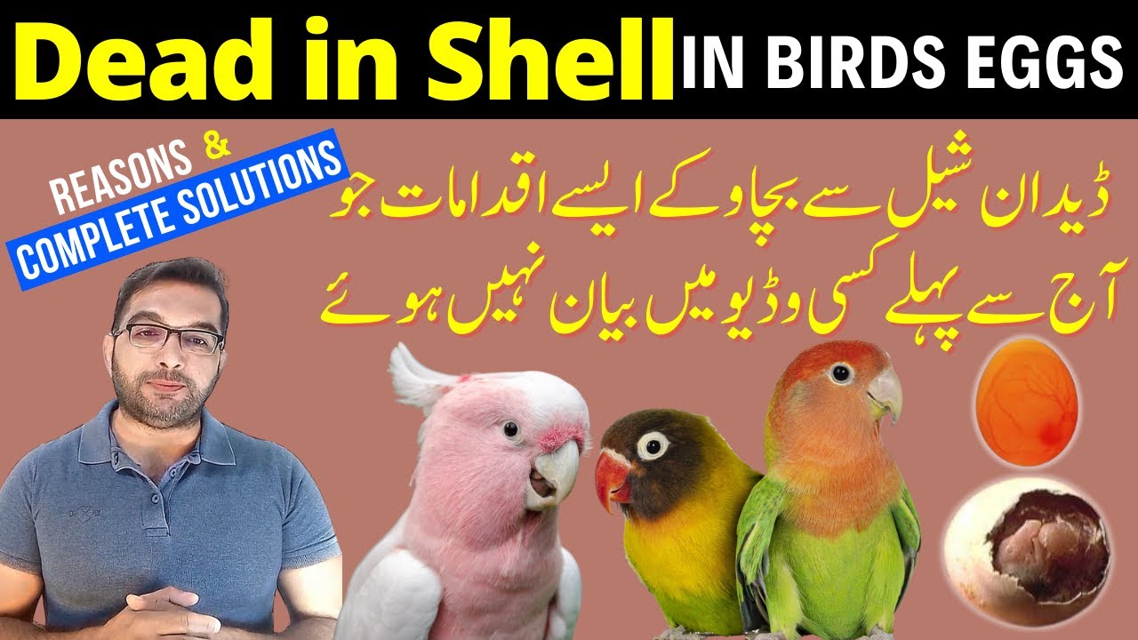 Dead in Shell | Untold Reasons & Complete Solution | #deadinshell # ...