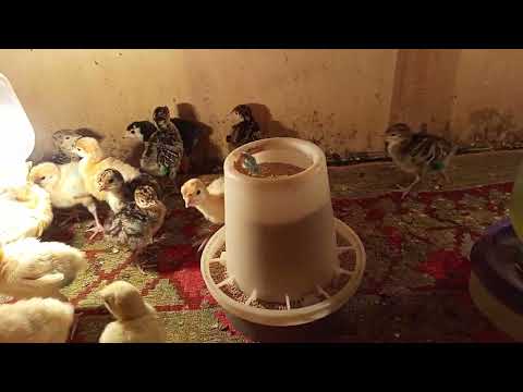Hinduşka cücələri biq-6 var 0507438731