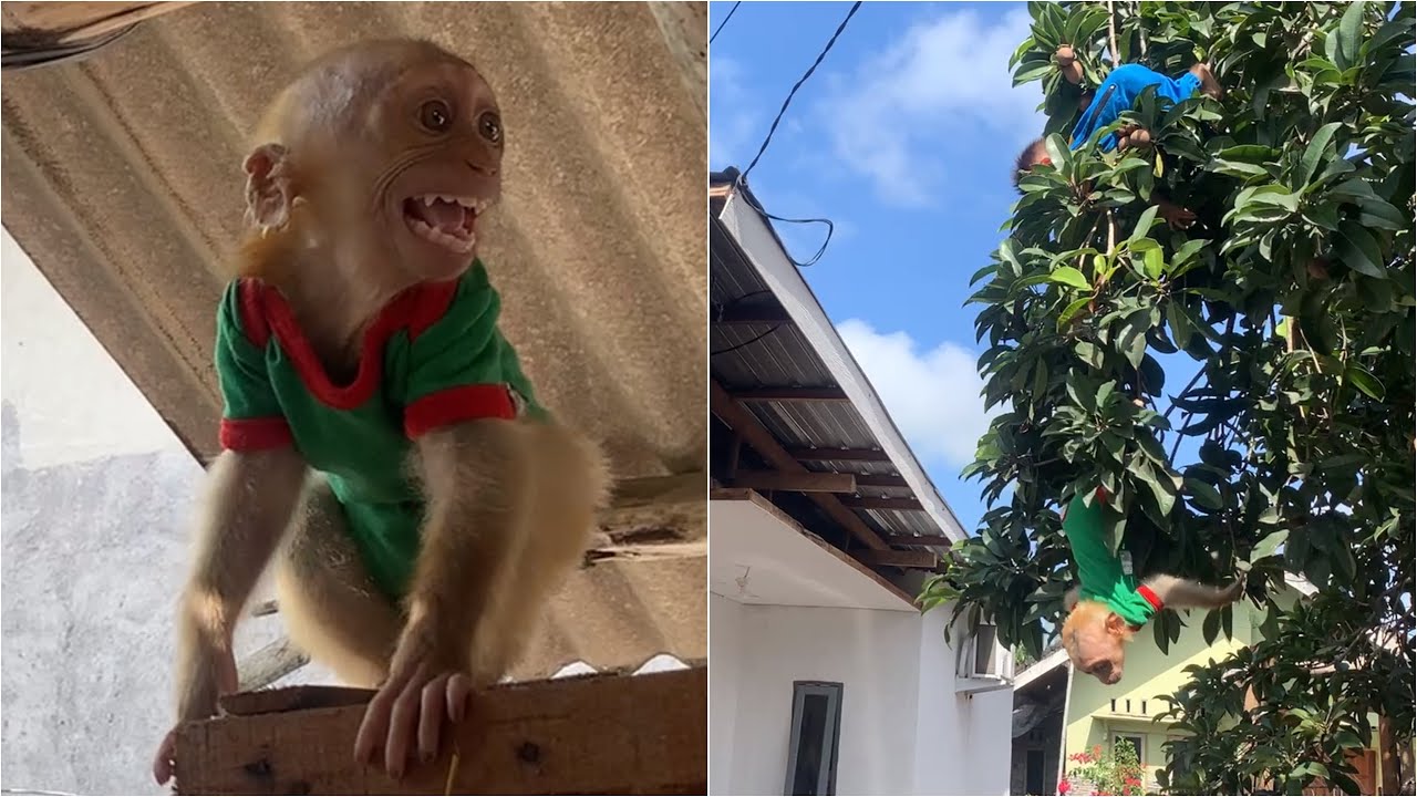 OMG! Poor Baby Monkey Money Tries to Help Loan but Ends Up Fallin - YouTube