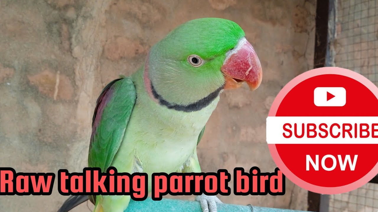 Talking Raw Parrots Raw parrot Natural Sounds / Voices Amazing Talking parrots Raw Most ...