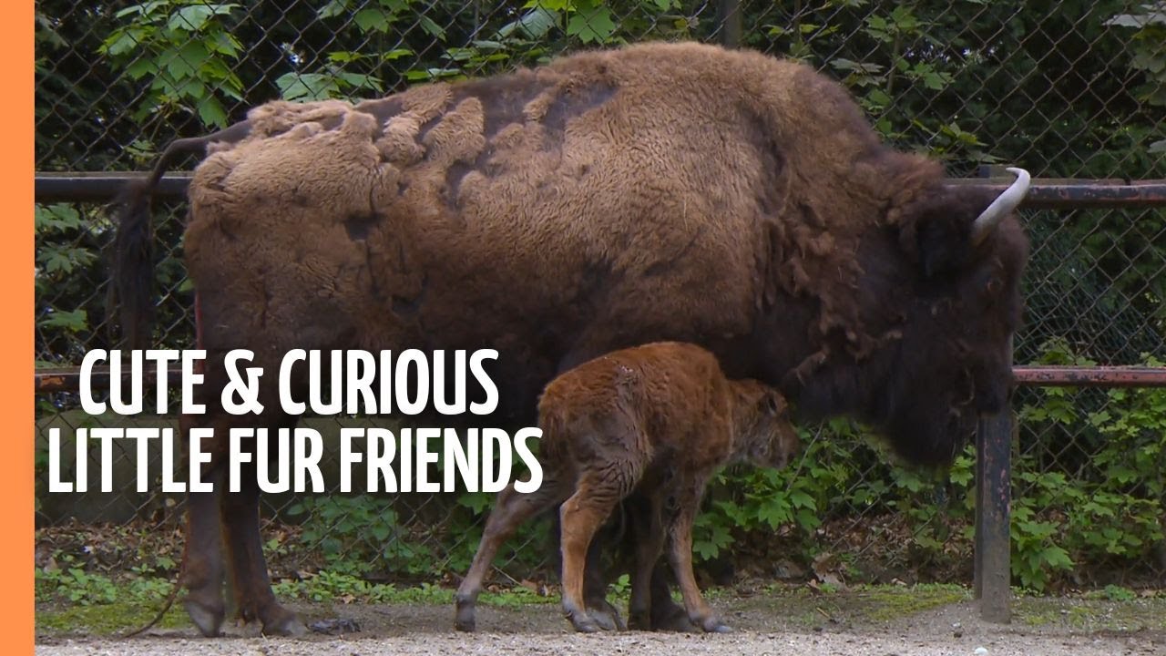 Cute & curious little fur friends - A wild romp in the sand - YouTube