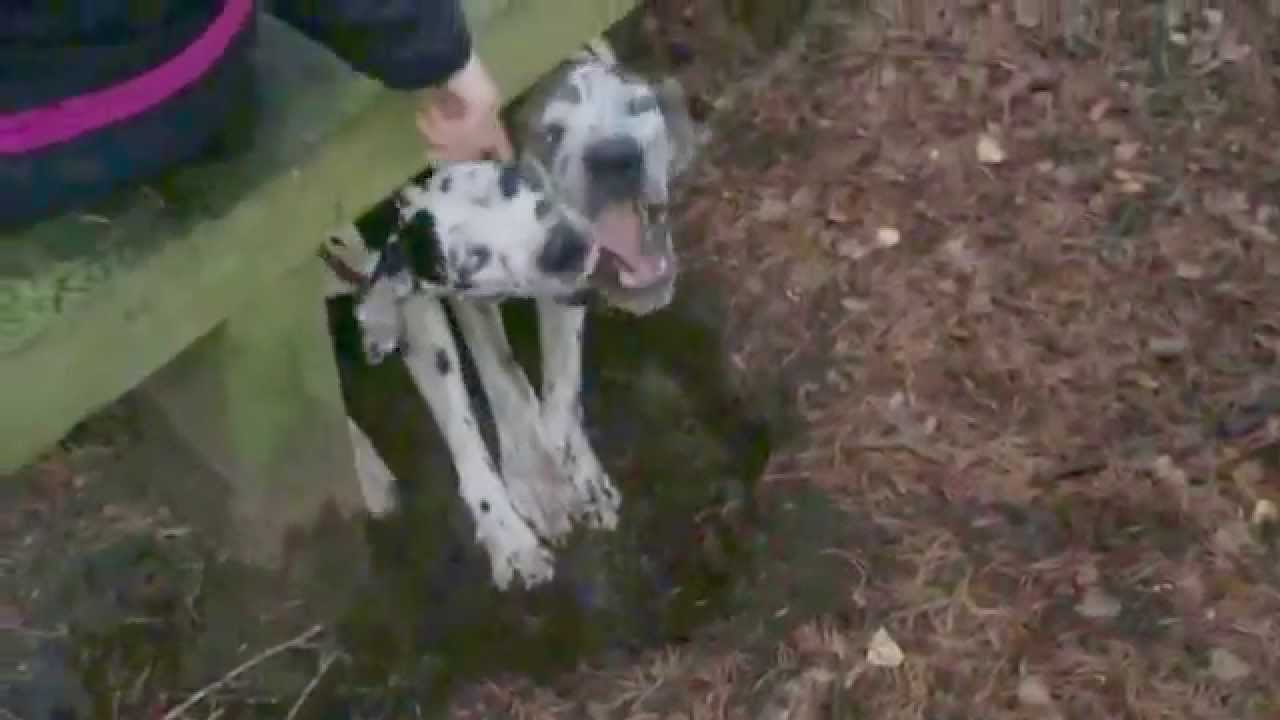 Great Dane Digging Session - YouTube