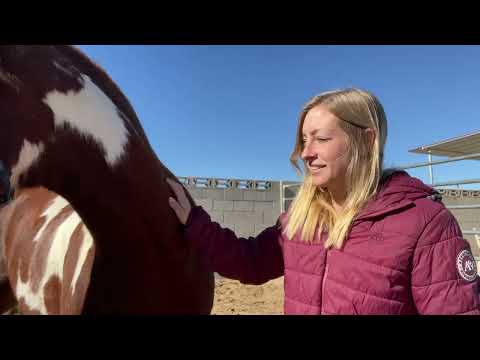 Meeting a Horse For the First Time