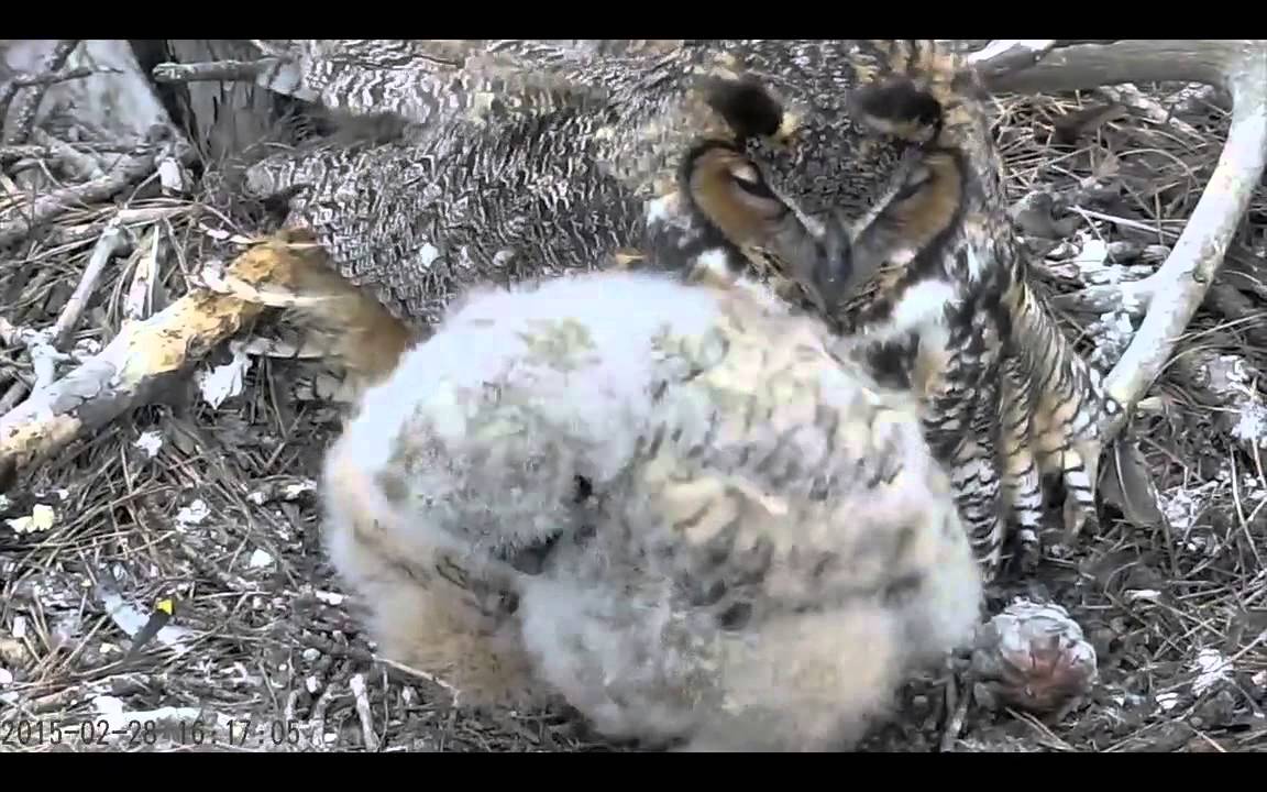 Fluff Ball Turns into Great Horned Owl! - YouTube