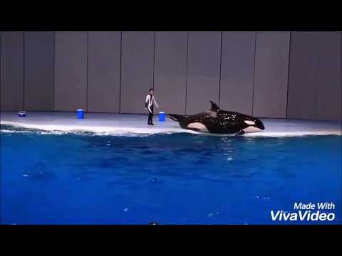 Juliet orca - YouTube
