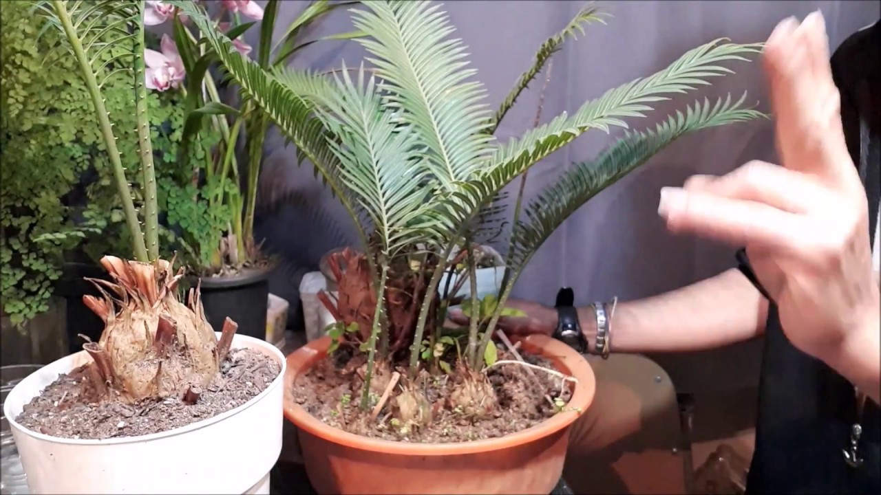 #Como é a planta cica 😍 (cycas revoluta), ou sagu? 😍PauloBonsai - YouTube