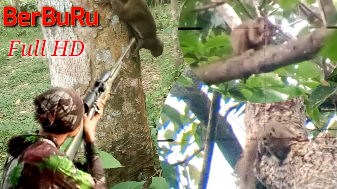 Terbaru‼️ Berburu Tupai/Bajing di Kebun Dalam Hutan - YouTube
