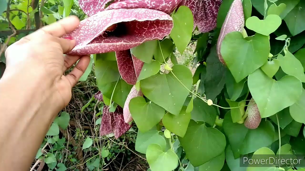 duck flower plant never seen before 😂 - YouTube