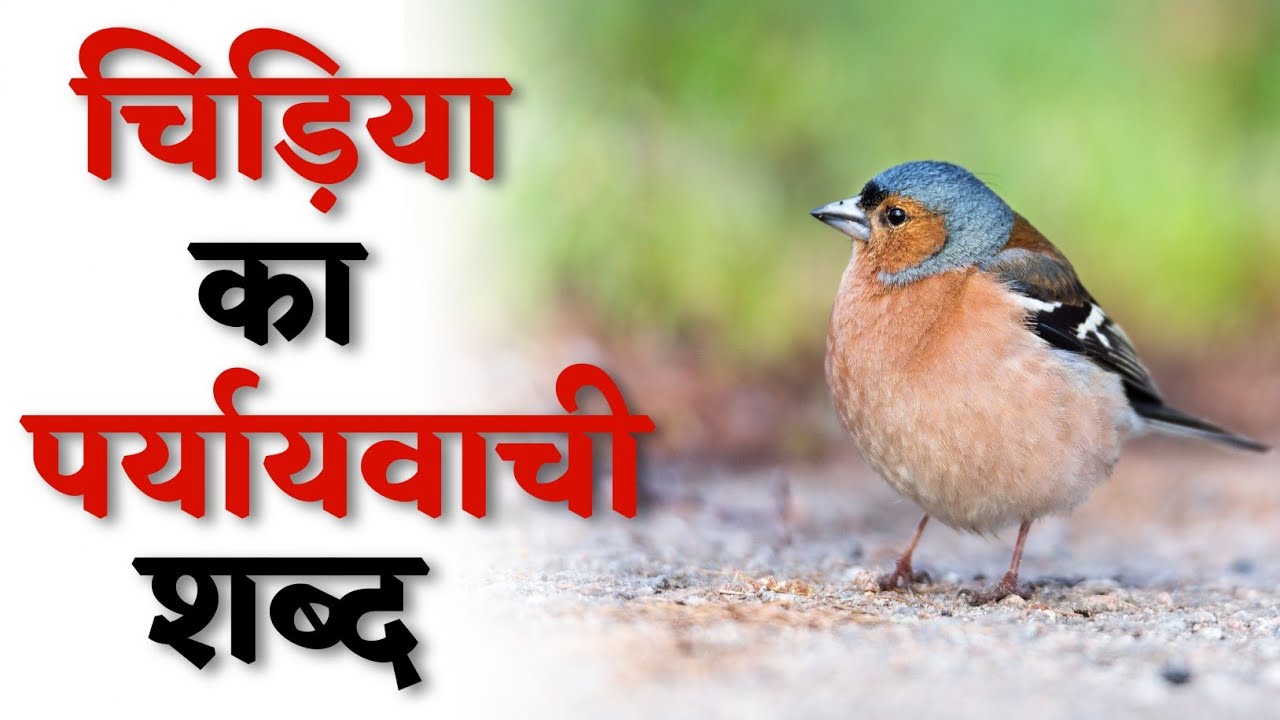चिड़िया का पर्यायवाची शब्द | Chidiya Ka Paryayvachi Shabd - YouTube