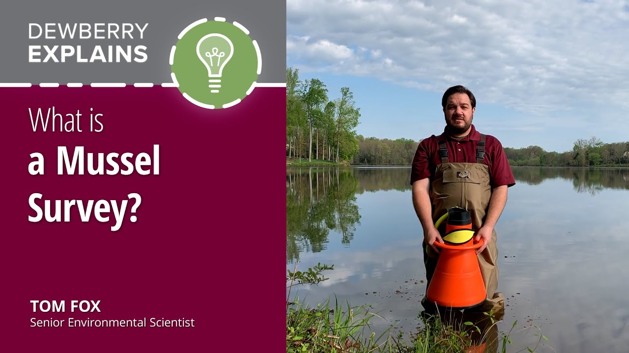 What is a Mussel Survey? - YouTube