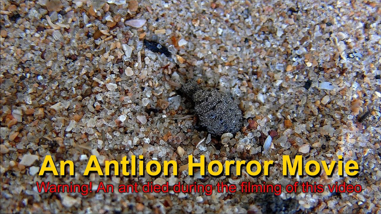 Antlion Horror Movie - Monster from Beneath the Sand - YouTube