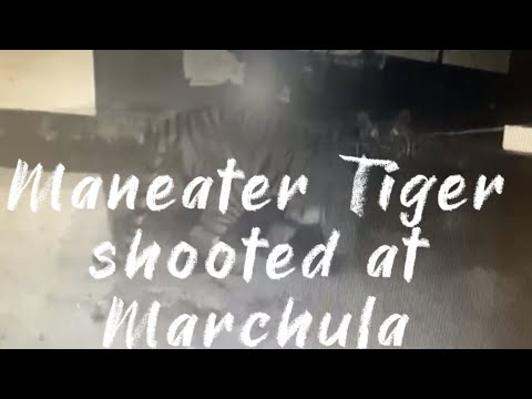 Maneater Tigress entered Marchula market | Tigress shot by Forest ...