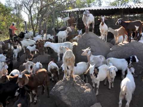 Savory’s fenceless herding, kraal for predator and fire protection, proof of rising water table ...