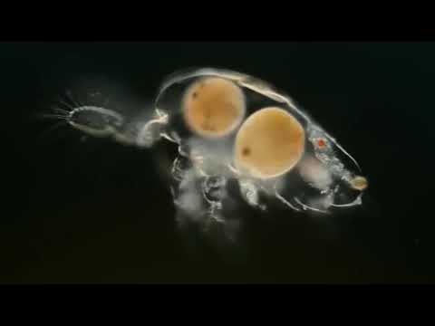 Cilia feeding on the ciliated larva - YouTube