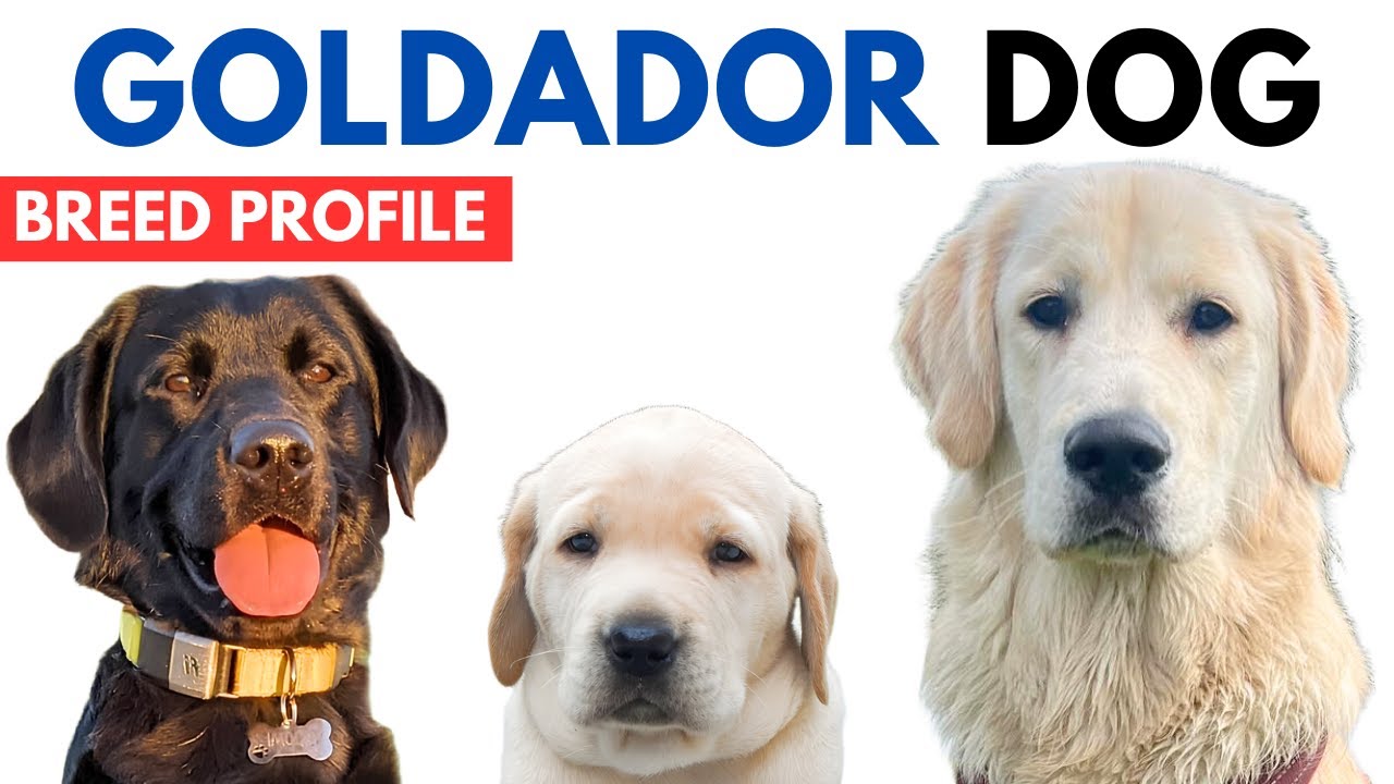Goldador Dog Breed Profile History - Price - Traits - Goldador Dog ...
