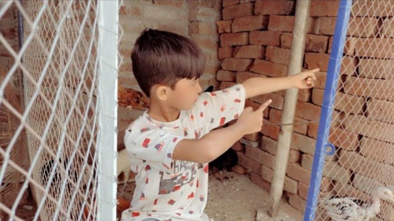 New Sating My Peigen And Hen Cage || My Vlog - YouTube