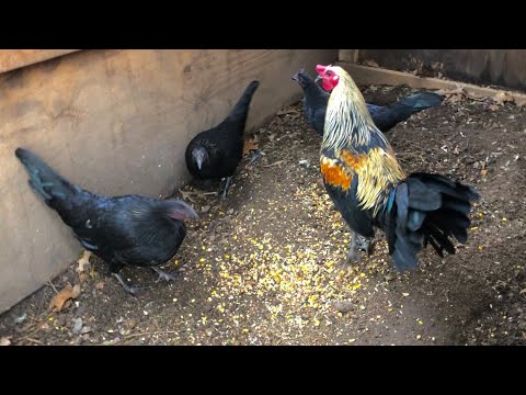 Nuestro gallo Mel sims grey muy desarrollado poco a poco - YouTube