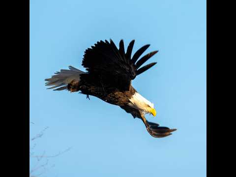 Eagle videos_eagle short clips_eagle movies_eagles #eagles