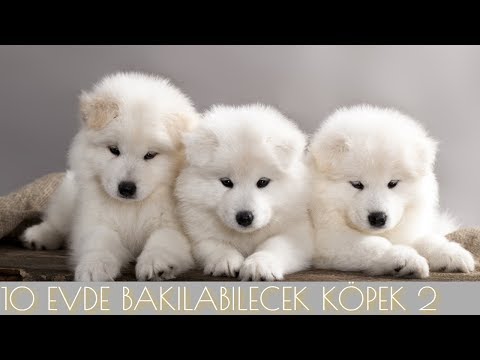 Evde ve Apartmanda Bakılabilecek 10 Zeki  Köpek Cinsi 2 #KÖPEK #DOG #EVDEBAKILACAKKÖPEKLER