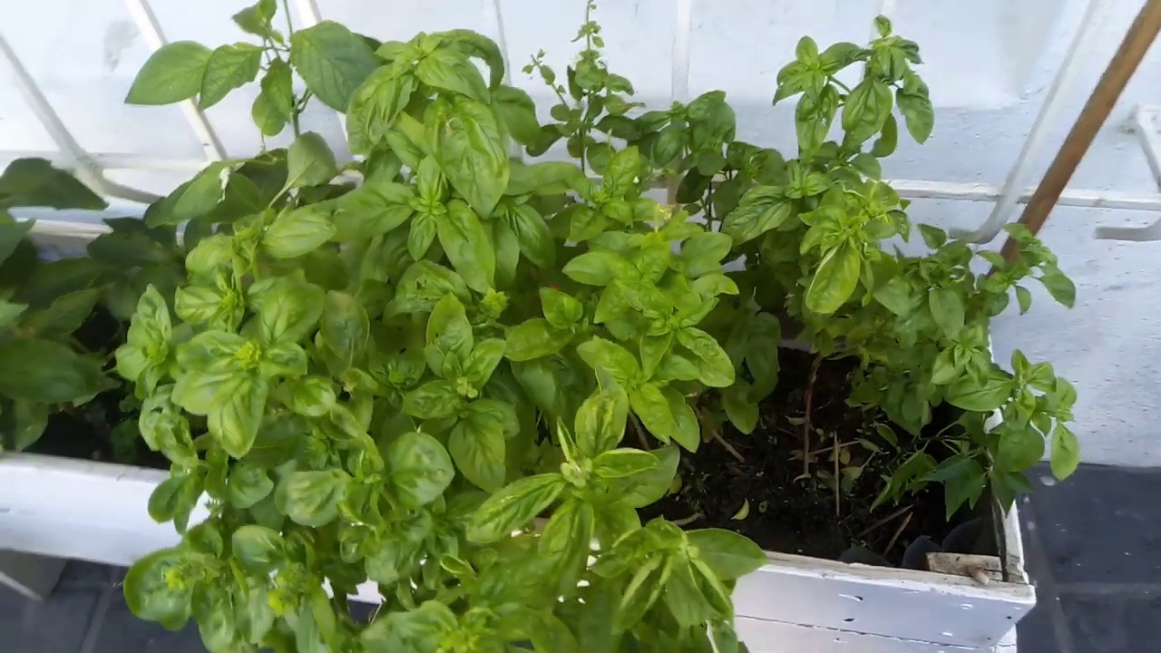 Propagate Basil From Cuttings//Regrow Basil from basil//South African ...
