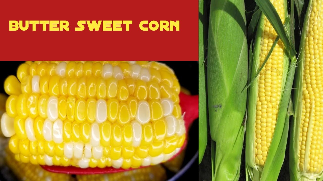 Butter & Lemon Sweet Corn Recipe | Roasted Corn | CornRecipe #Shorts ...