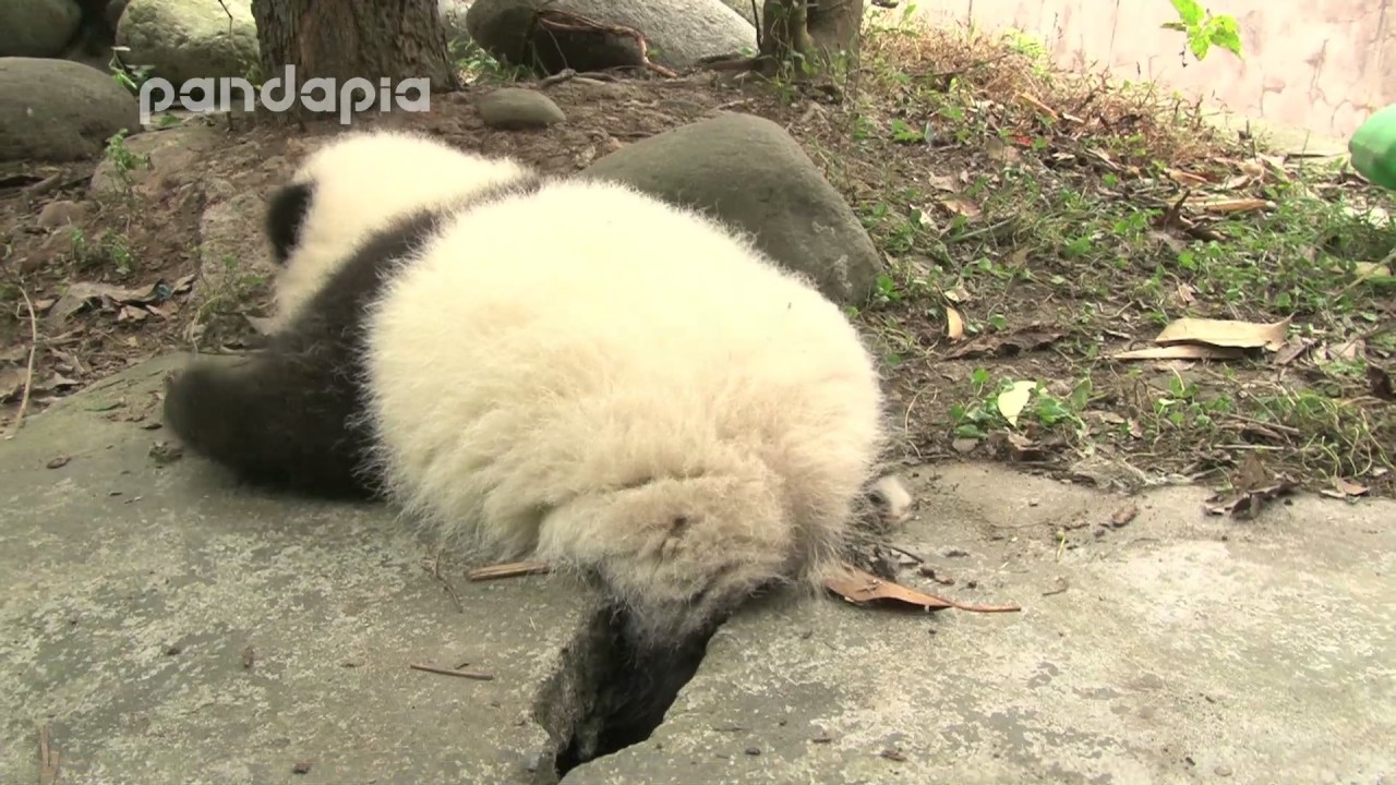 Panda cub gets stuck between the gap - YouTube