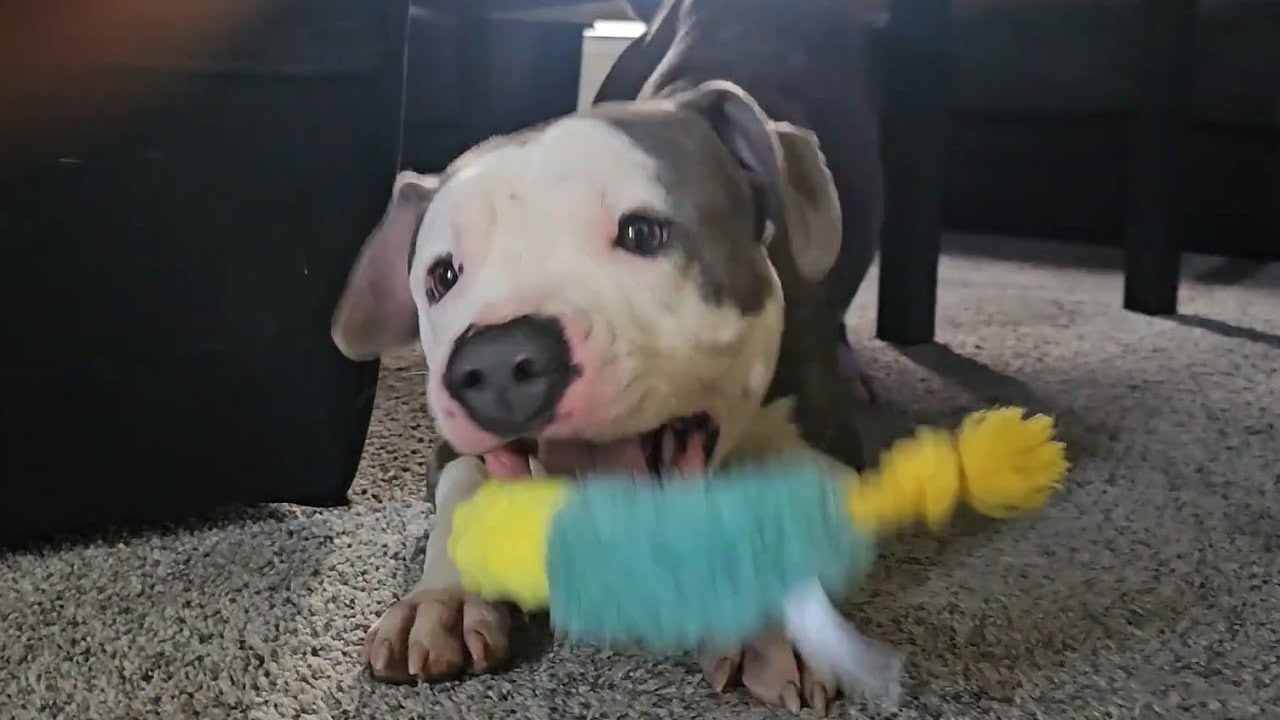 We adopted Rex | Vlog - YouTube
