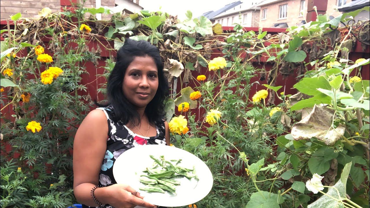 HARVESTING ORGANIC SAIME IN MY GARDEN | COOKING SAIME CURRY WITH EDDOES ...