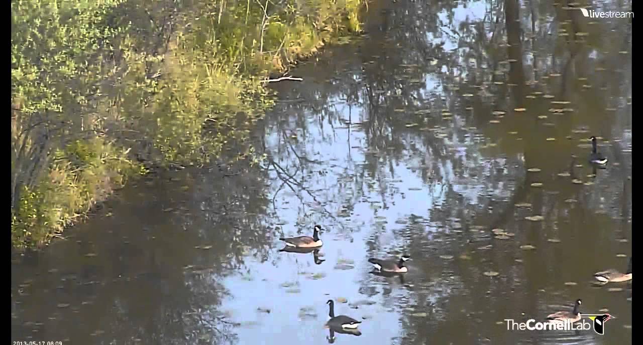Video2013-05-17_080000_TWO HERONS SEVEN GEESE - YouTube