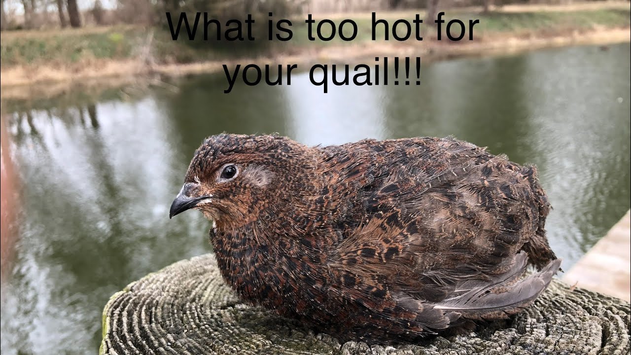 When is it TOO hot for your quail? Summer heat is here - YouTube