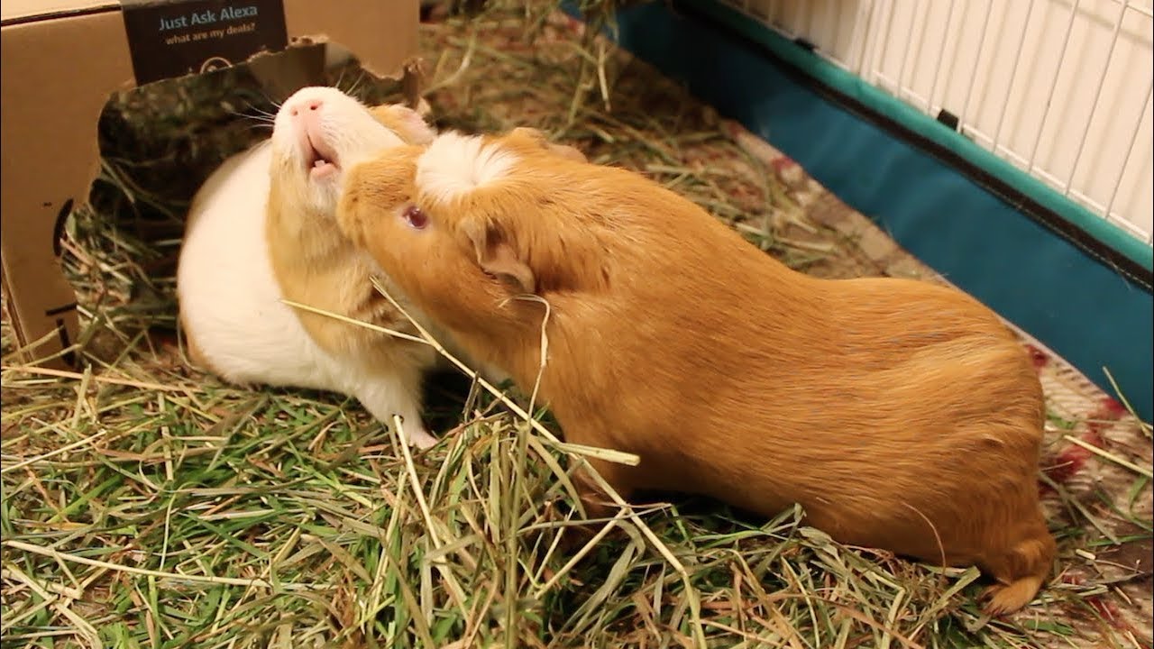 Guinea pig cuddle interrupted by fight over tasty grass - YouTube