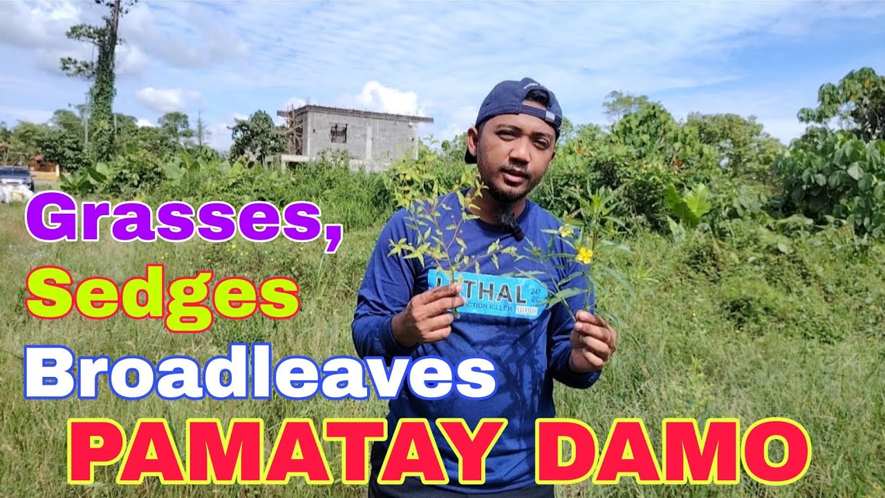 PAMATAY DAMO SA MAIS, SAGINGAN, KALAMANSIAN , FRUIT TREES atbp ...