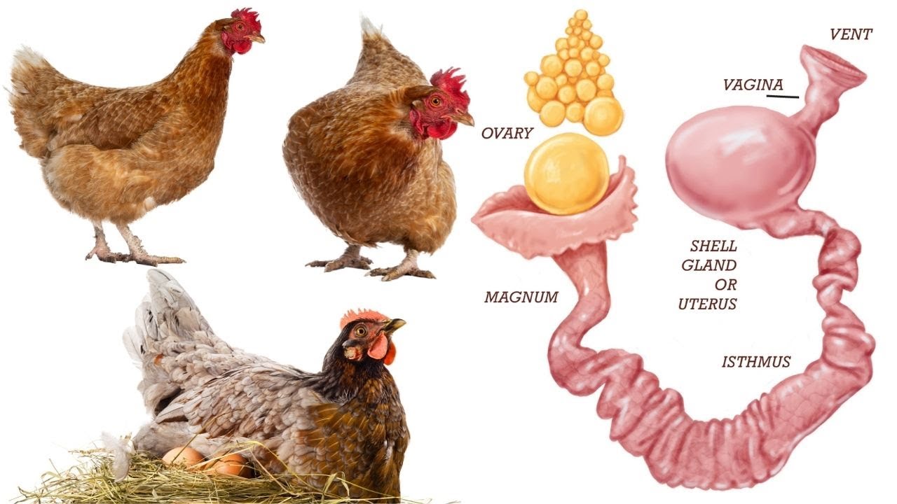 POULTRY 1 | Avian Female Reproductive System & Brooding Behavior ...