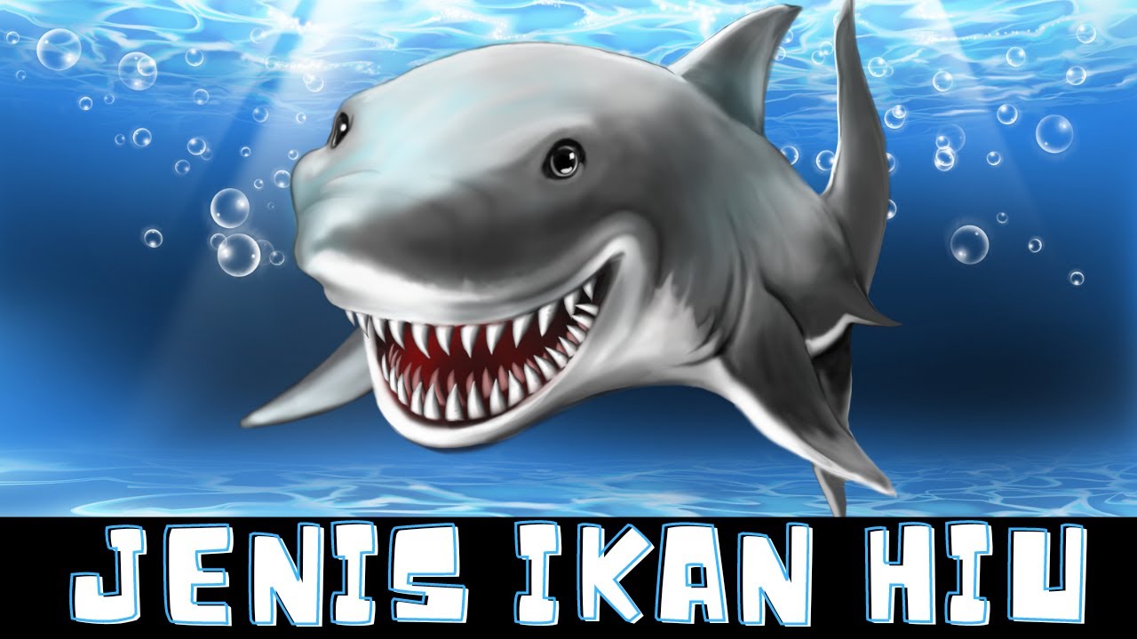 JENIS - JENIS IKAN HIU || Hiu Untuk Dan Indah - YouTube