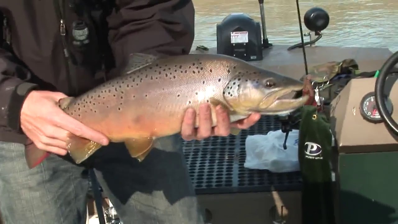 Buford Dam Brown Trout - 6 Pounds - YouTube