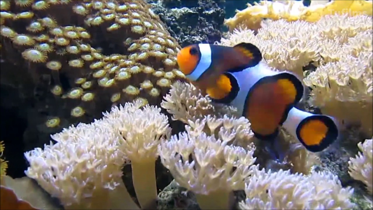 Aquatic, Marine & Freshwater Ecosystems - YouTube