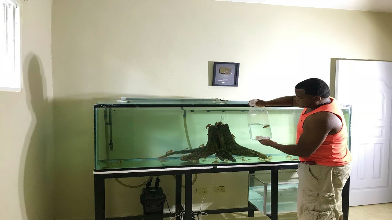 pez dajao puede vivir en un acuario de langostinos - YouTube