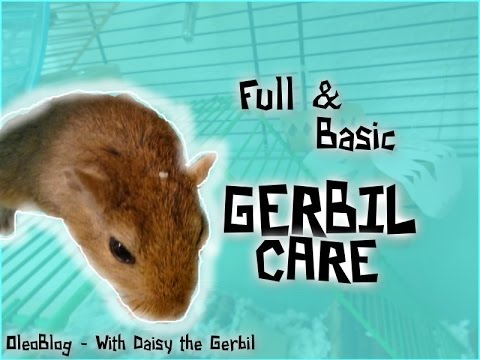Basic & Full GERBIL CARE - YouTube