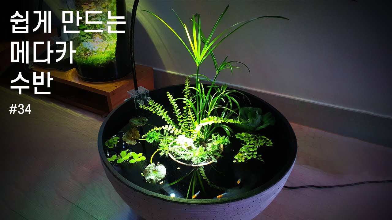 누구나 쉽게 만드는 메다카 수반 | Medaka Pond | Japanese Ricefish - YouTube