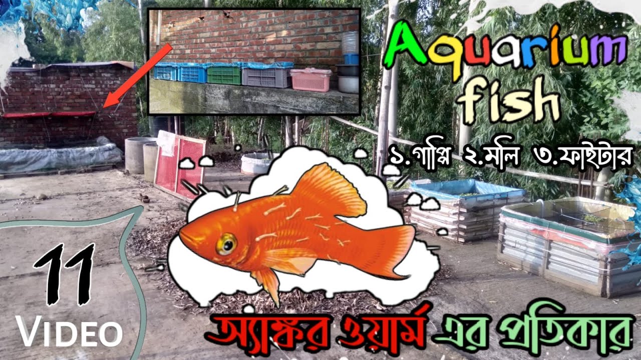 অ্যাঙ্কর ওয়ার্ম এর প্রতিকার - Luban aqua - YouTube