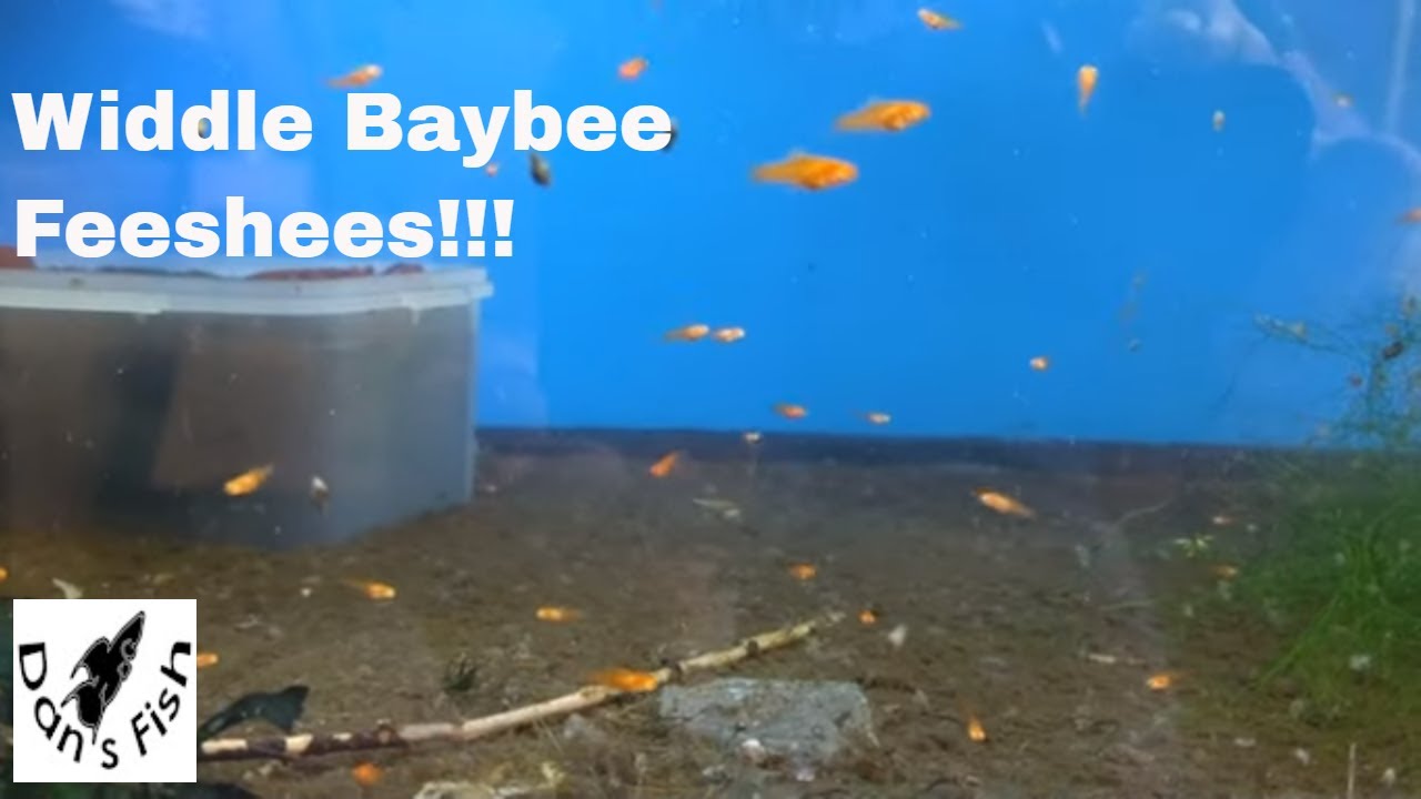 4 Kinds of Baby Fishies...Soooo Cute!!! - YouTube