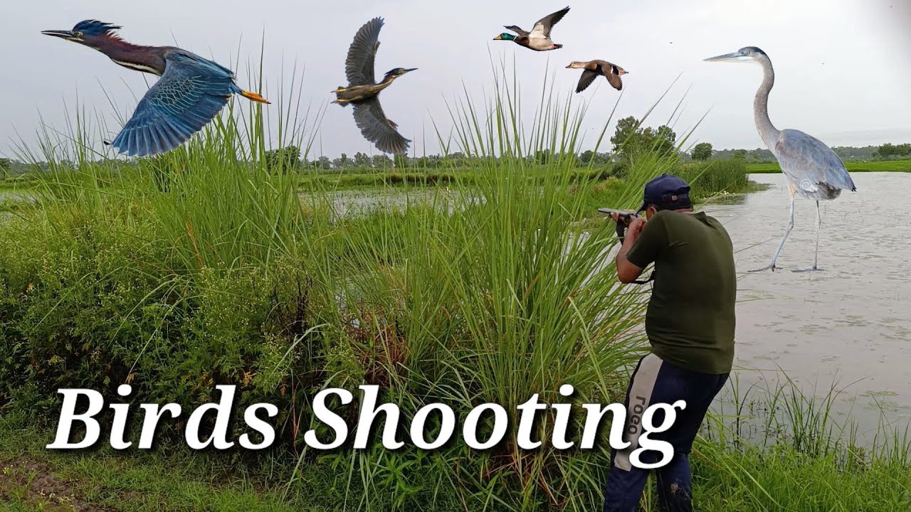 Best Hunting video | Birds Hunting in Pakistan | 12 bor gun hunting ...