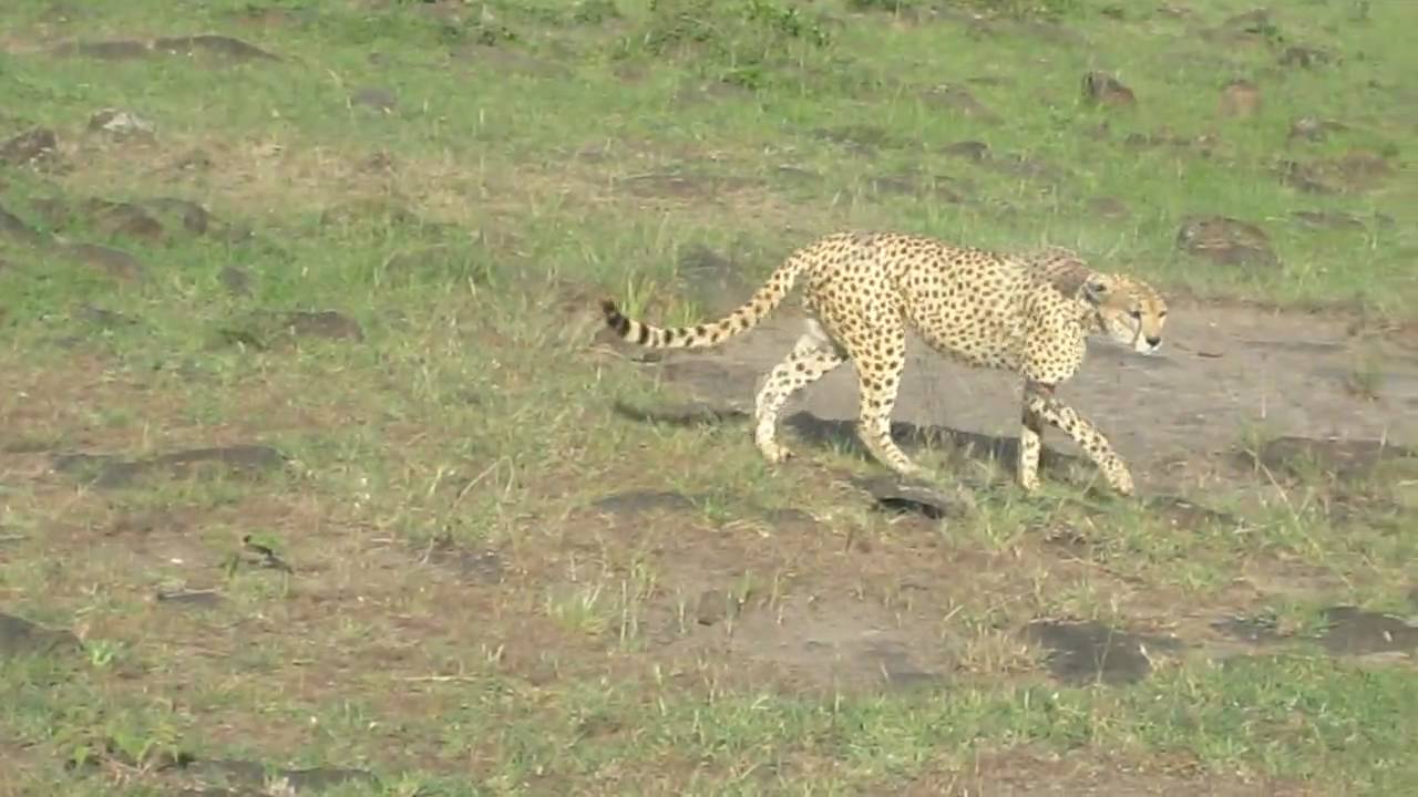 Cheetah on the move - YouTube