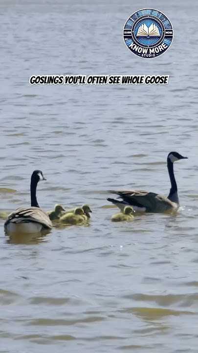 Did you know Canada geese mate for life?! - YouTube